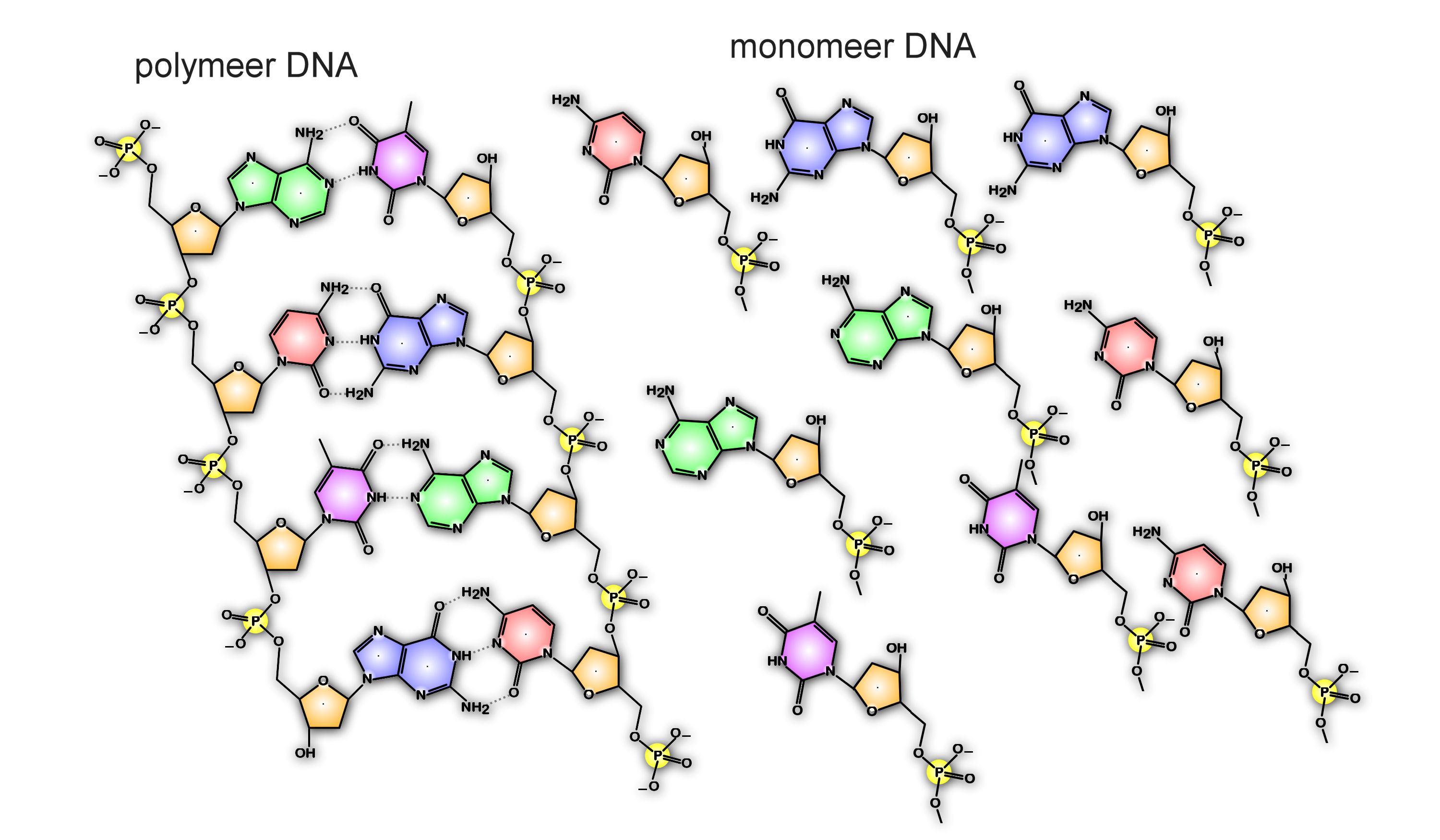 DNA strip