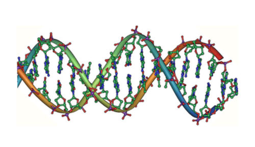 DNA strip